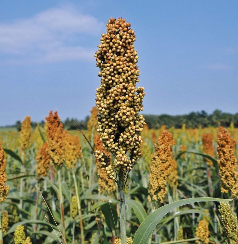 Rice – PRO Seed Limited